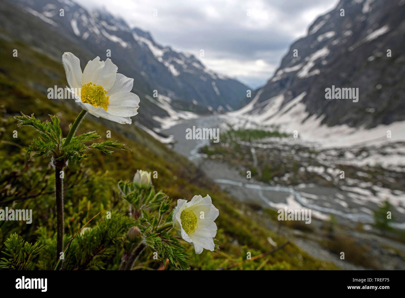 Alpine anemone (Pulsatilla alpina), bluehend in a valley, France Stock ...