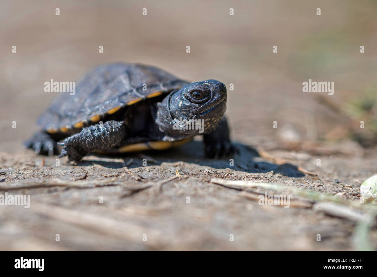 Juvenile turtle hi-res stock photography and images - Alamy