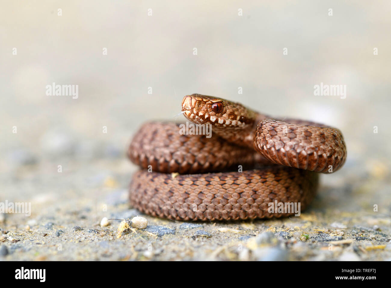 Young Adder High Resolution Stock Photography and Images - Alamy