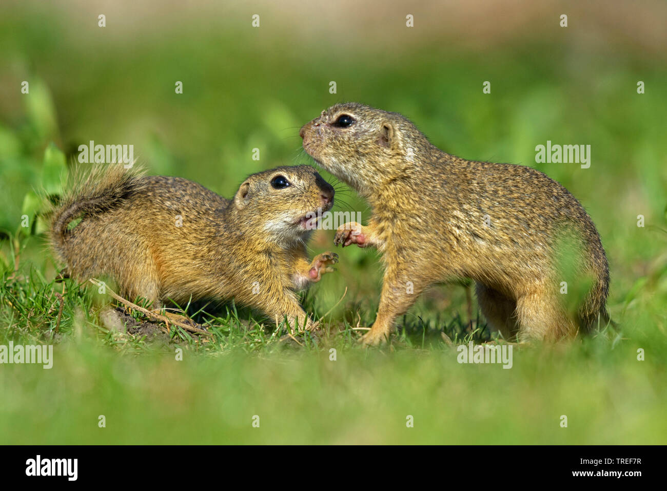 European ground squirrel, European suslik, European souslik (Citellus ...