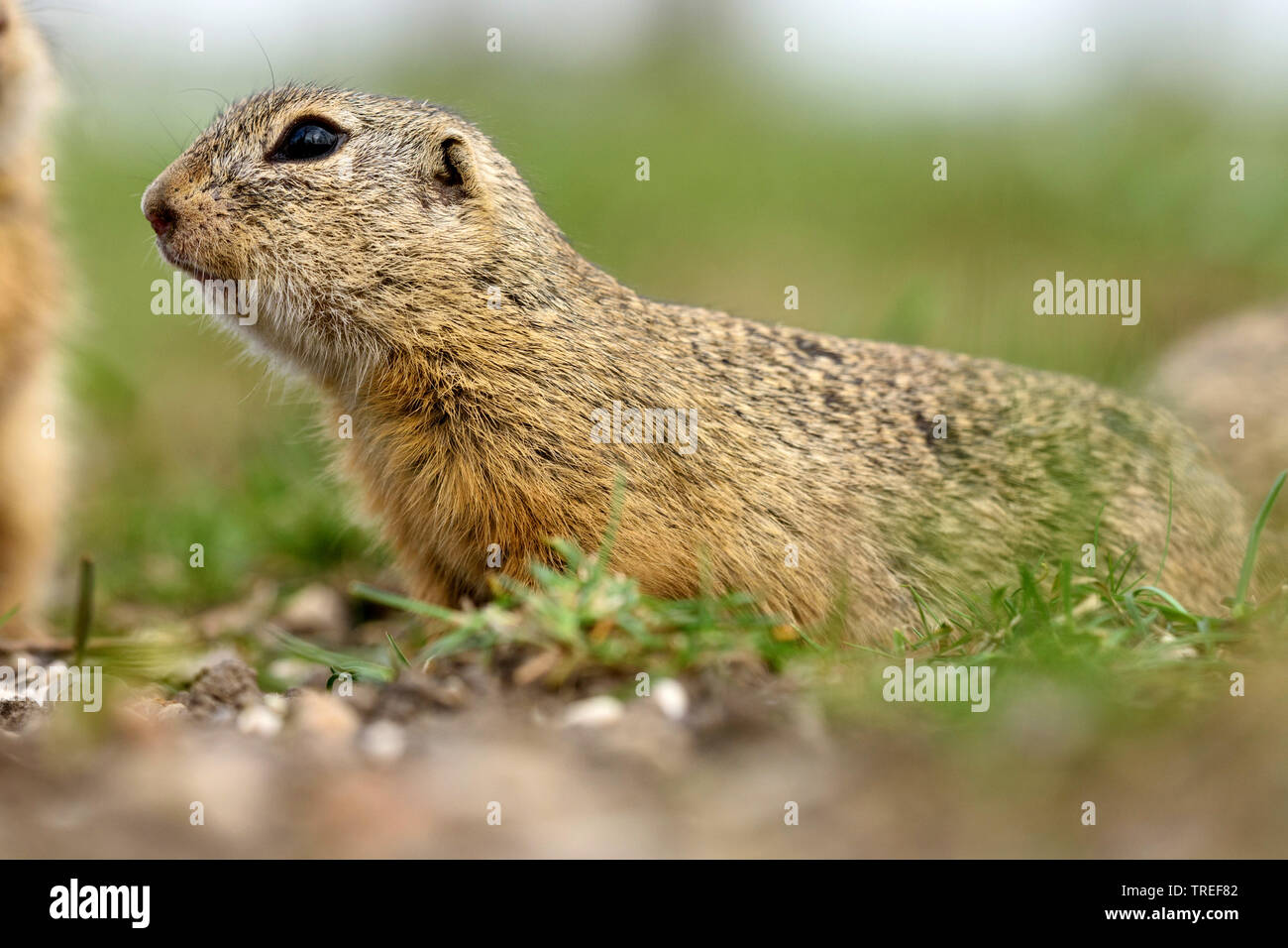 European ground squirrel, European suslik, European souslik (Citellus ...