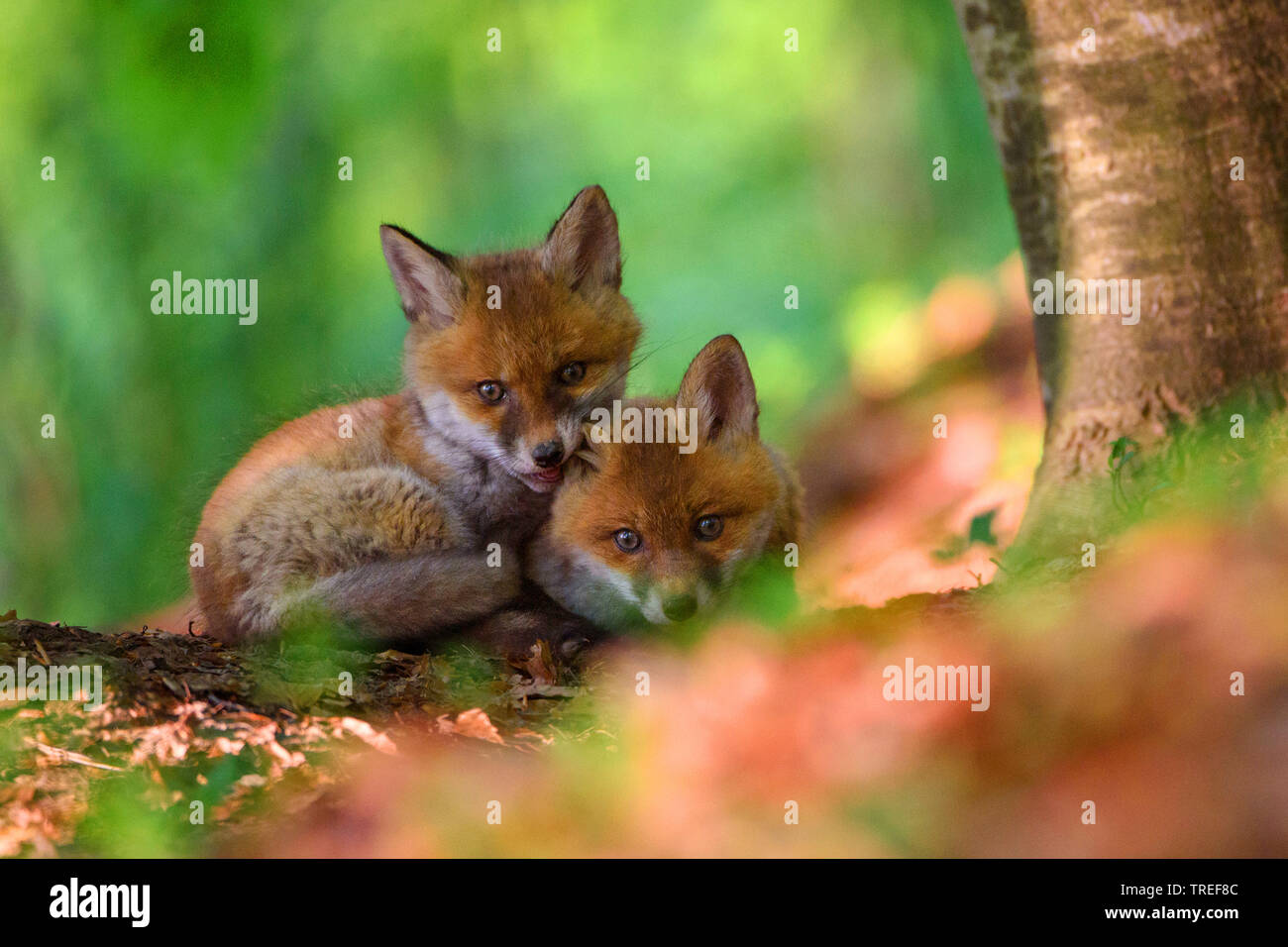 Two fox kits hi-res stock photography and images - Alamy