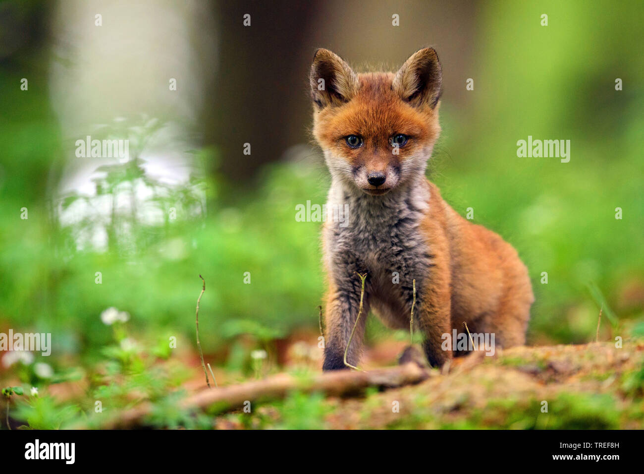 red fox (Vulpes vulpes), standing red fox cub in a forest, front view ...