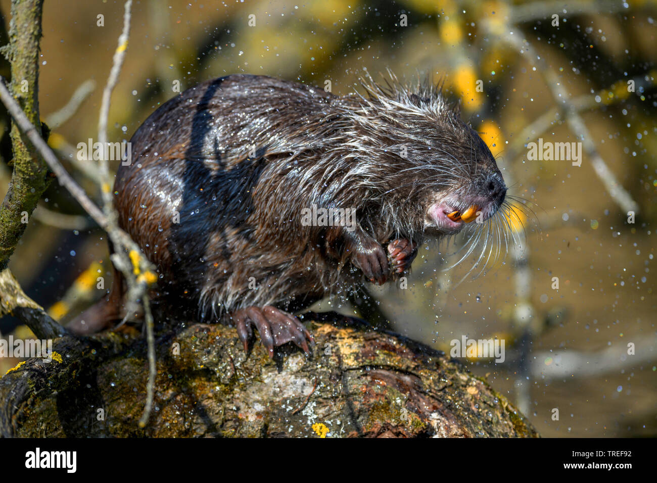 coypu, nutria (Myocastor coypus), sitting on a branch at the waterside ...