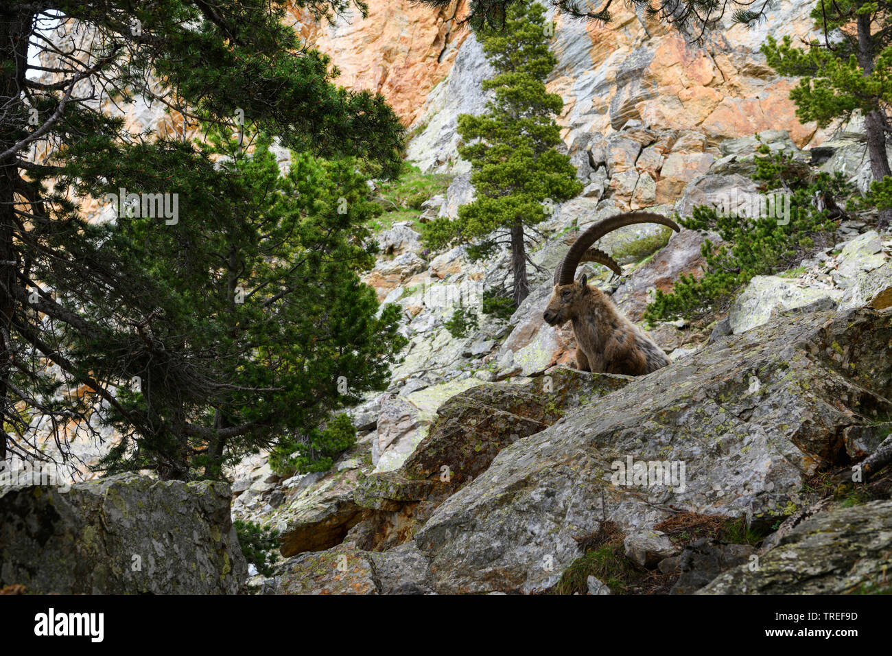 Alpine ibex (Capra ibex, Capra ibex ibex), sitting between rocks ...