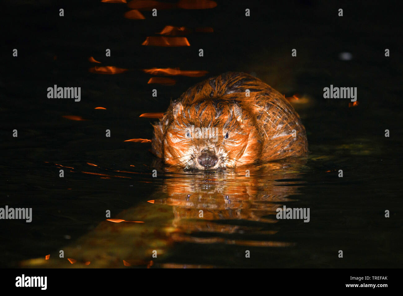 Beaver in water hi-res stock photography and images - Alamy