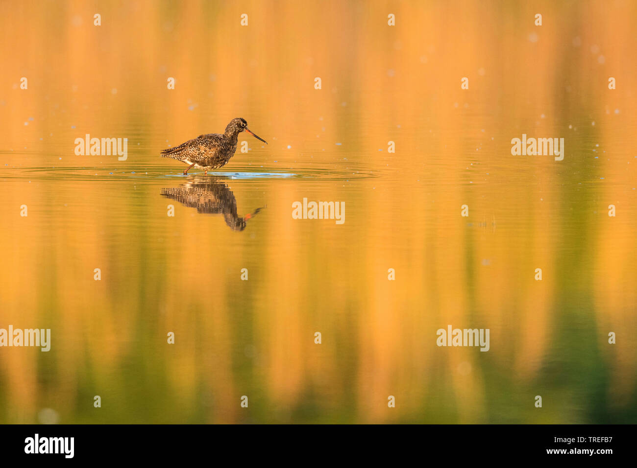 Wading birds of europe hi-res stock photography and images - Alamy