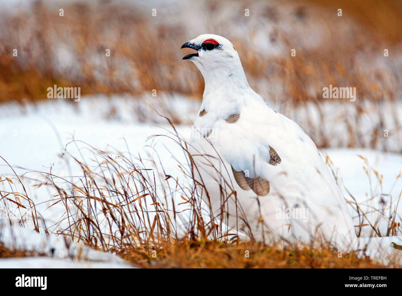 Ptarmigan calling in winter hi-res stock photography and images - Alamy