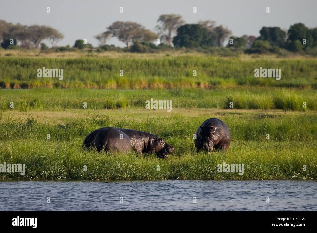 Hippo habitat hi-res stock photography and images - Alamy