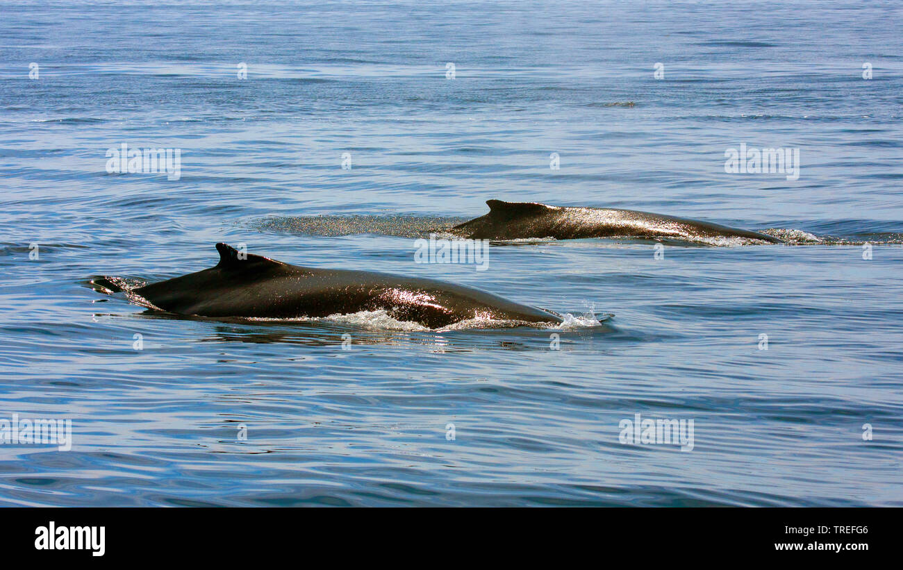 humpback whale (Megaptera novaeangliae), two humbpack whales at the ...