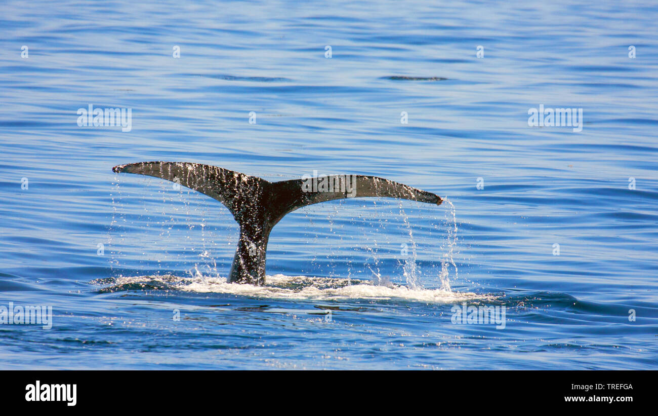Fluke High Resolution Stock Photography and Images - Alamy