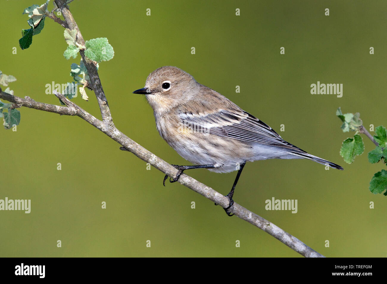 Audubon's warbler (Setophaga auduboni, Setophaga coronata auduboni), on ...