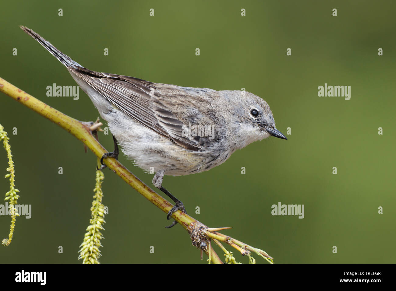 Audubon's warbler (Setophaga auduboni, Setophaga coronata auduboni ...