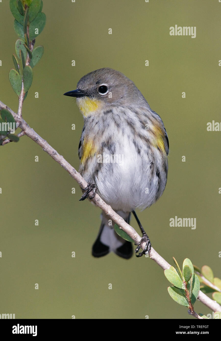 Audubons warbler hi-res stock photography and images - Alamy