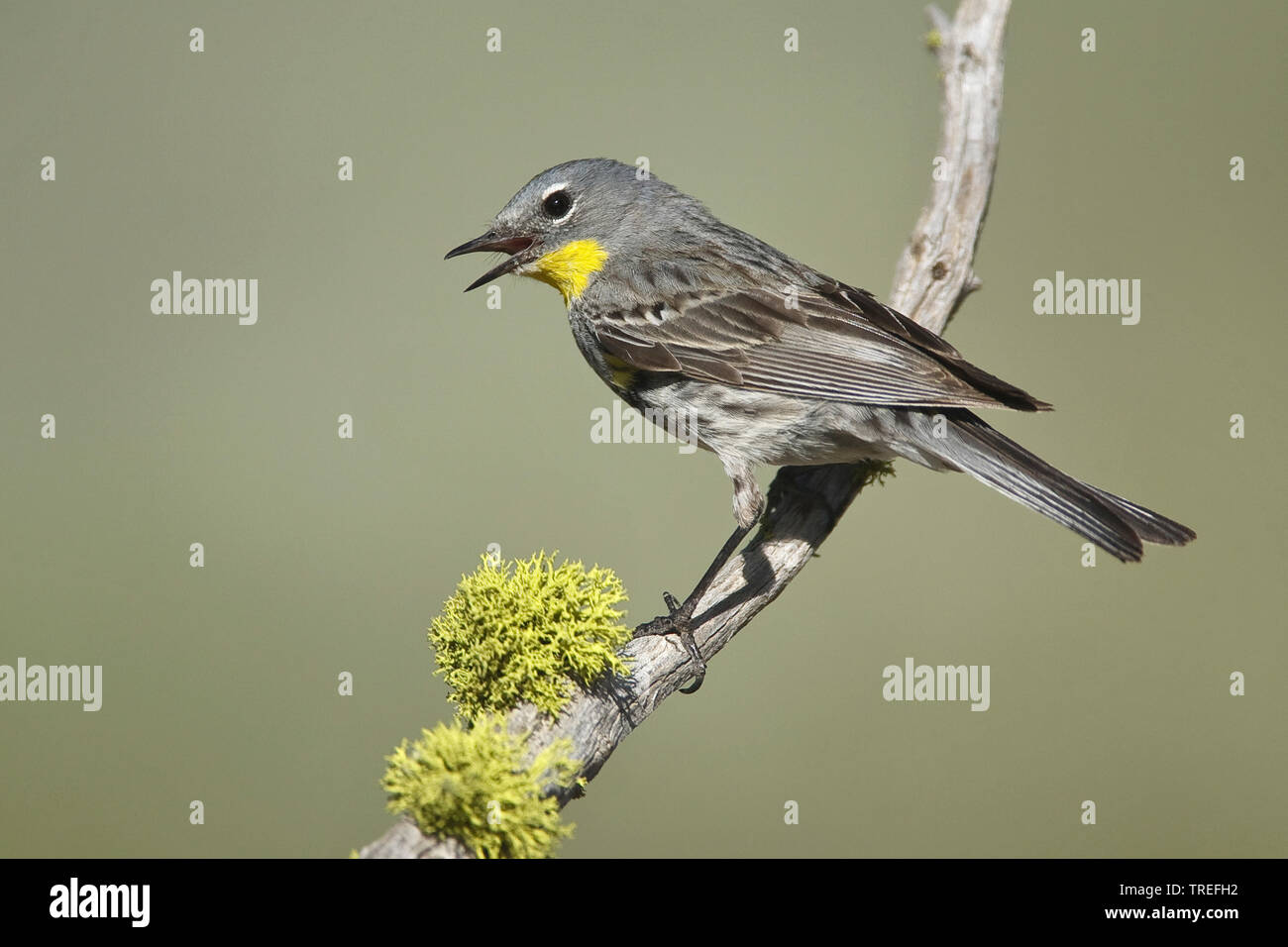 Audubon's warbler (Setophaga auduboni, Setophaga coronata auduboni ...
