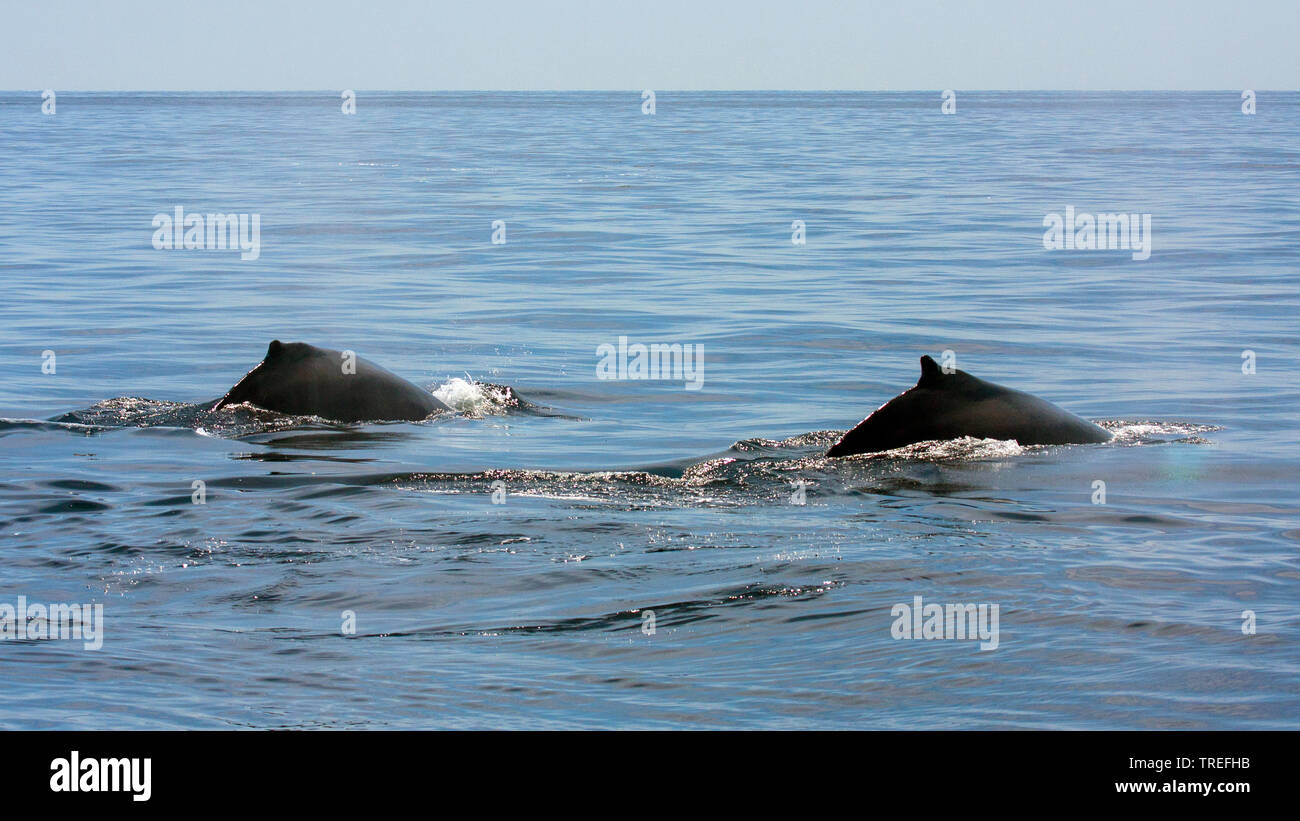 humpback whale (Megaptera novaeangliae), two humbpack whales at the ...