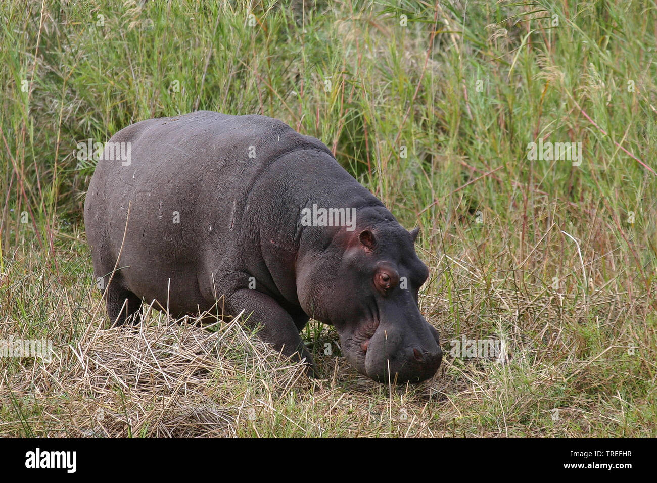 hippopotamus, hippo, Common hippopotamus (Hippopotamus amphibius), on ...