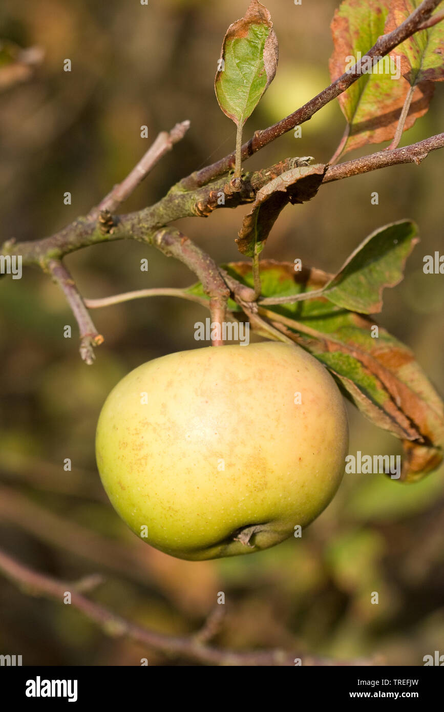 Appletree hi-res stock photography and images - Alamy