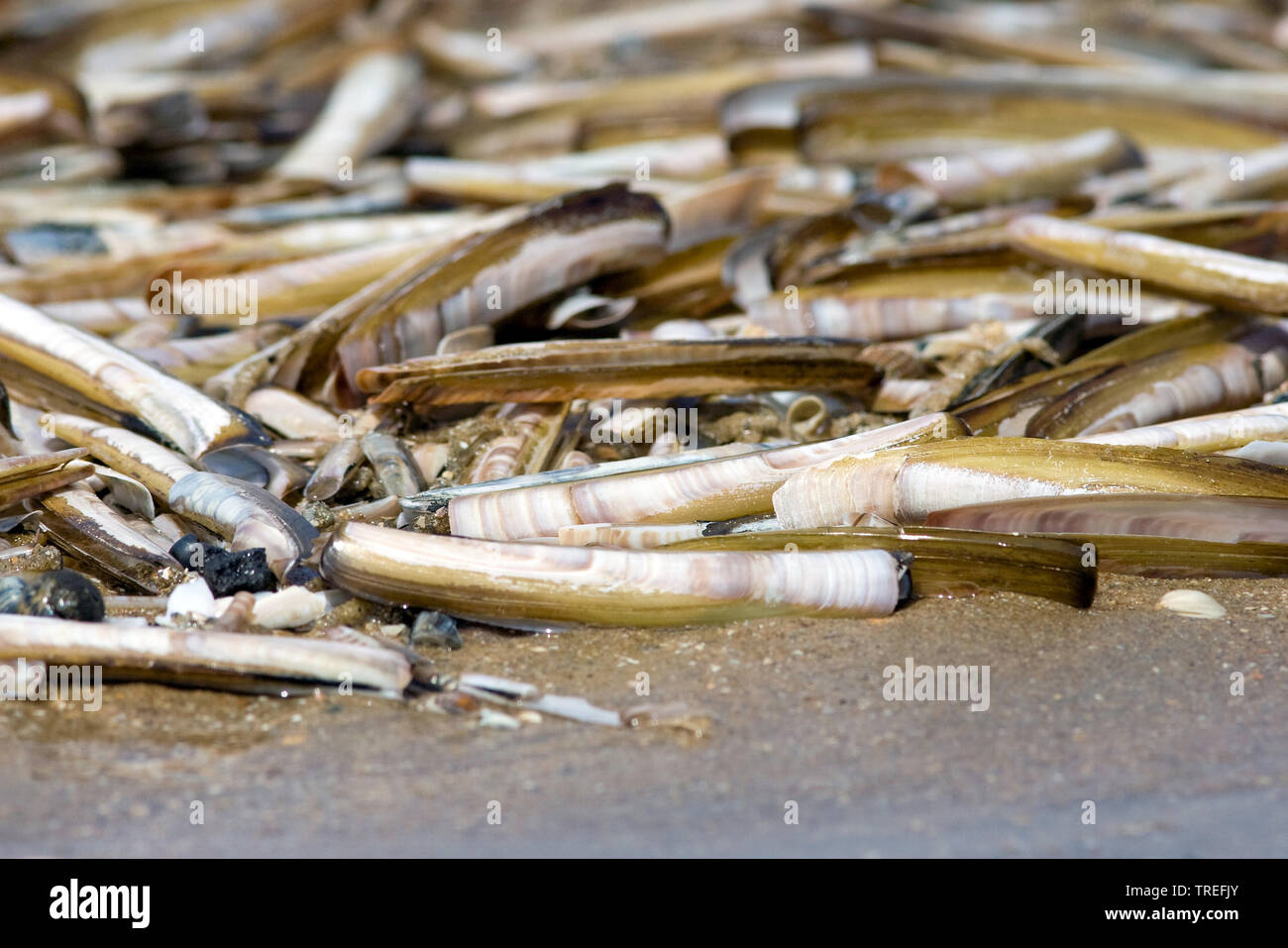 Abundant ashore hi-res stock photography and images - Alamy