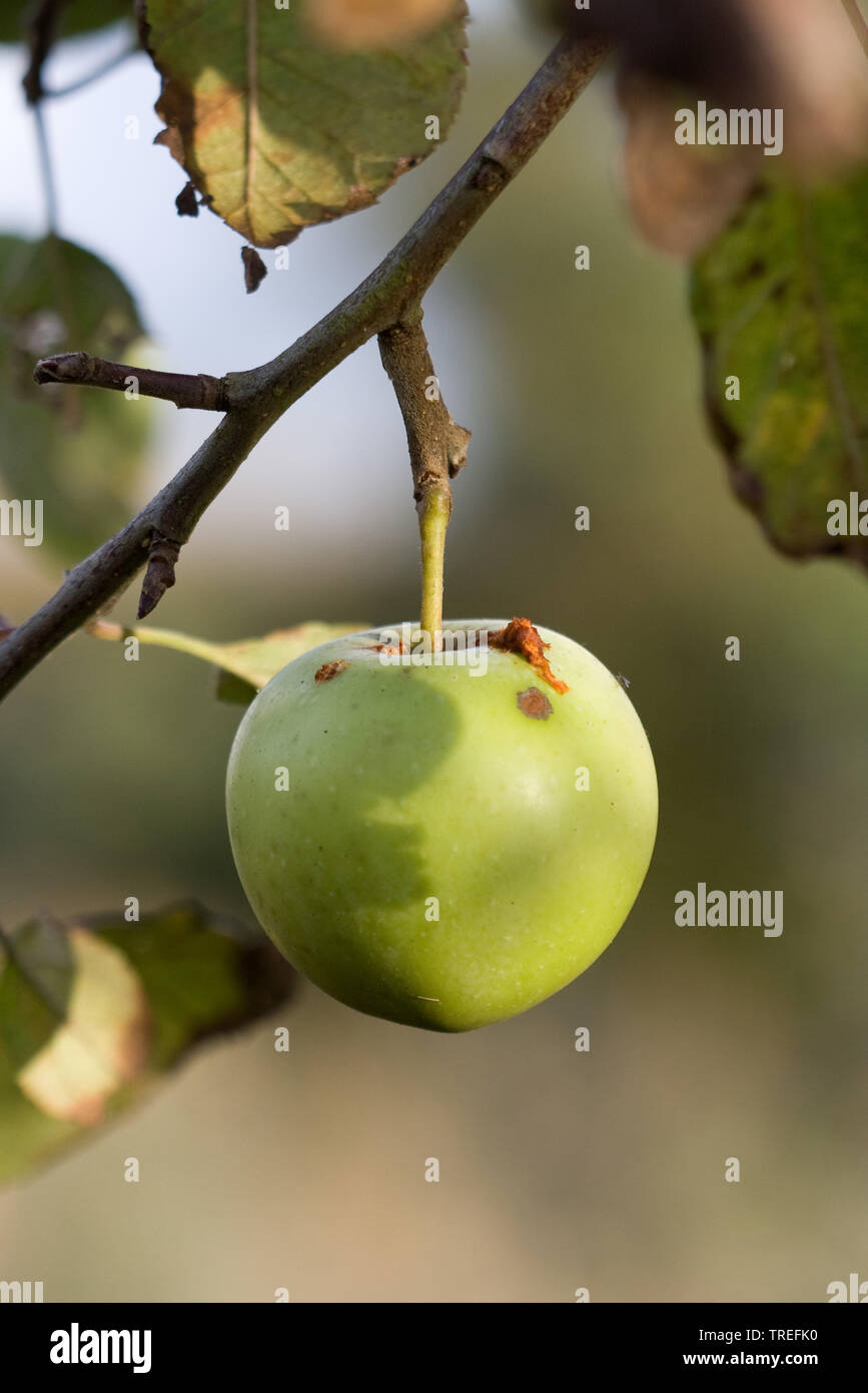 apple tree (Malus domestica), Apple on appletree, Netherlands Stock ...