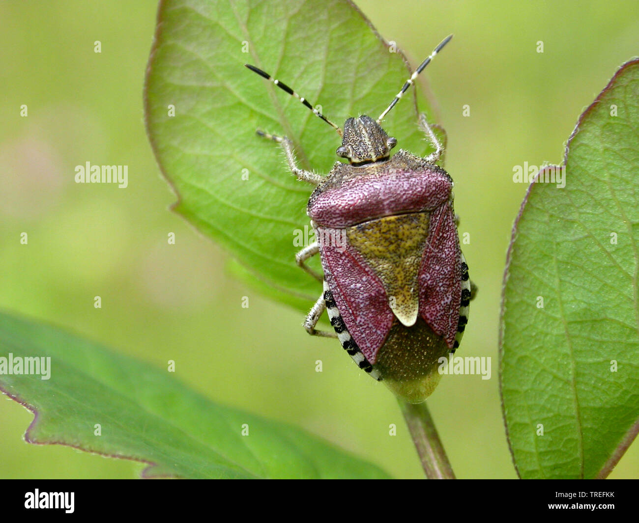 sloe bug, sloebug (Dolycoris baccarum), sitting on a leaf, Netherlands ...