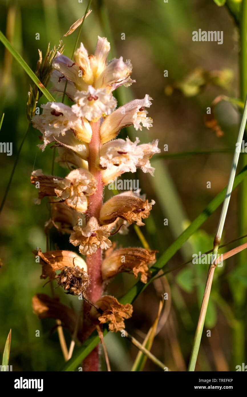 Orobanche picridis hi-res stock photography and images - Alamy