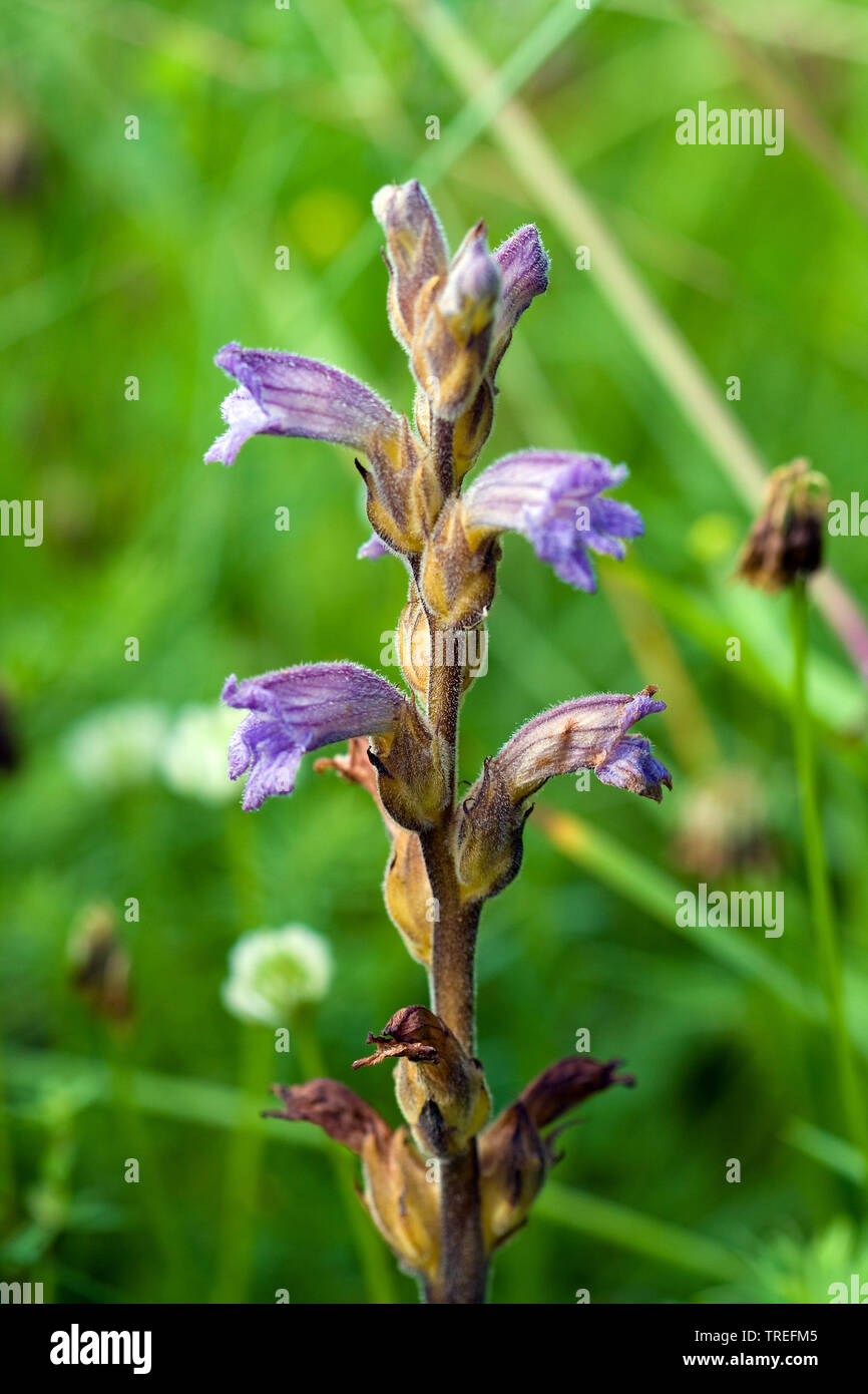 yarrow broomrape (Orobanche purpurea), inflorescence, Germany Stock ...