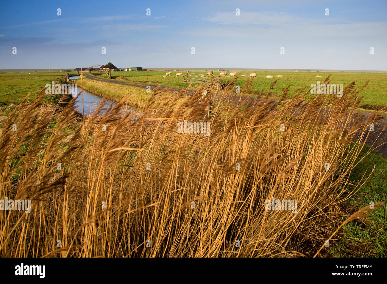 Cattle feeders hi-res stock photography and images - Alamy