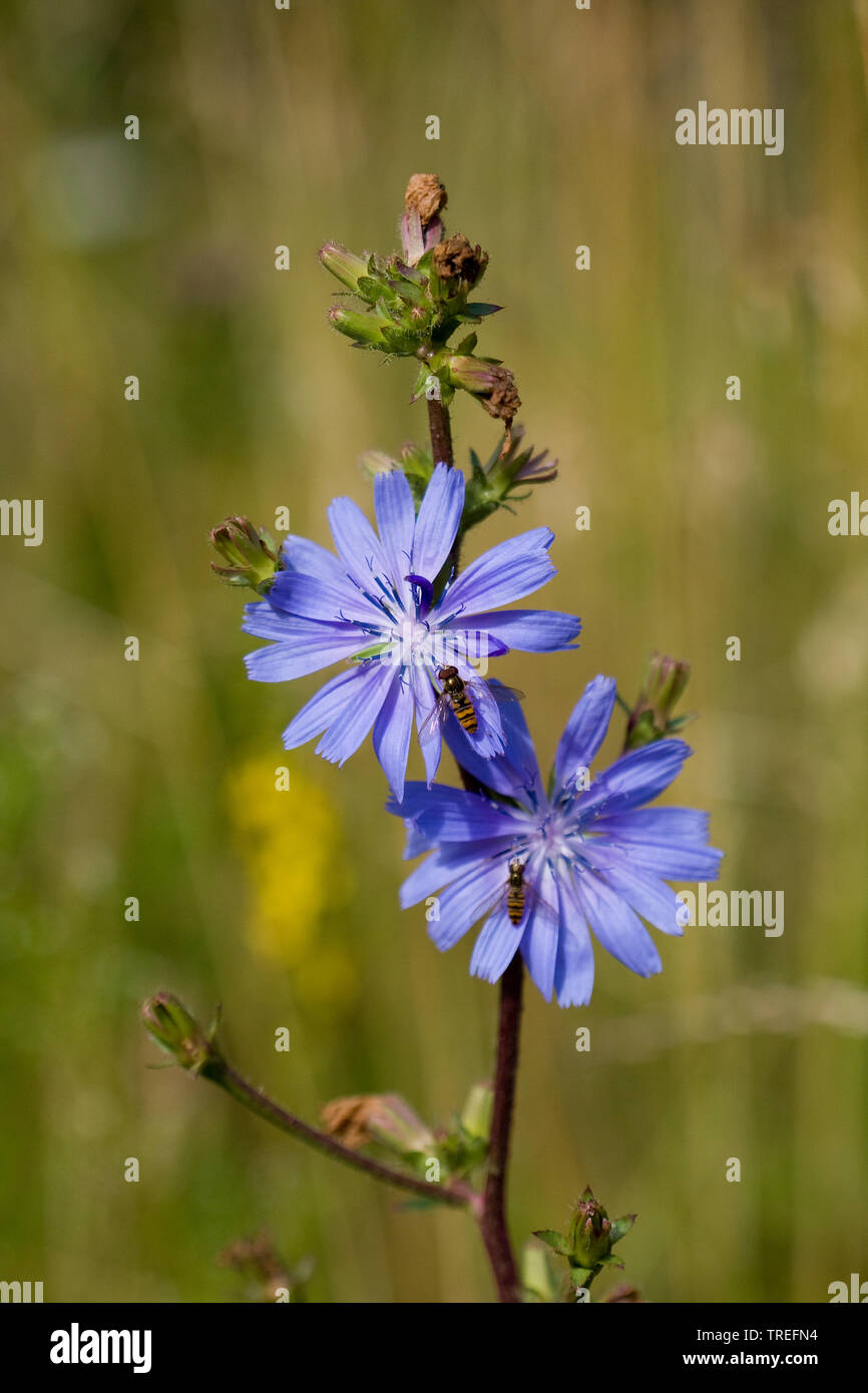 blue sailors, common chicory, wild succory (Cichorium intybus ...