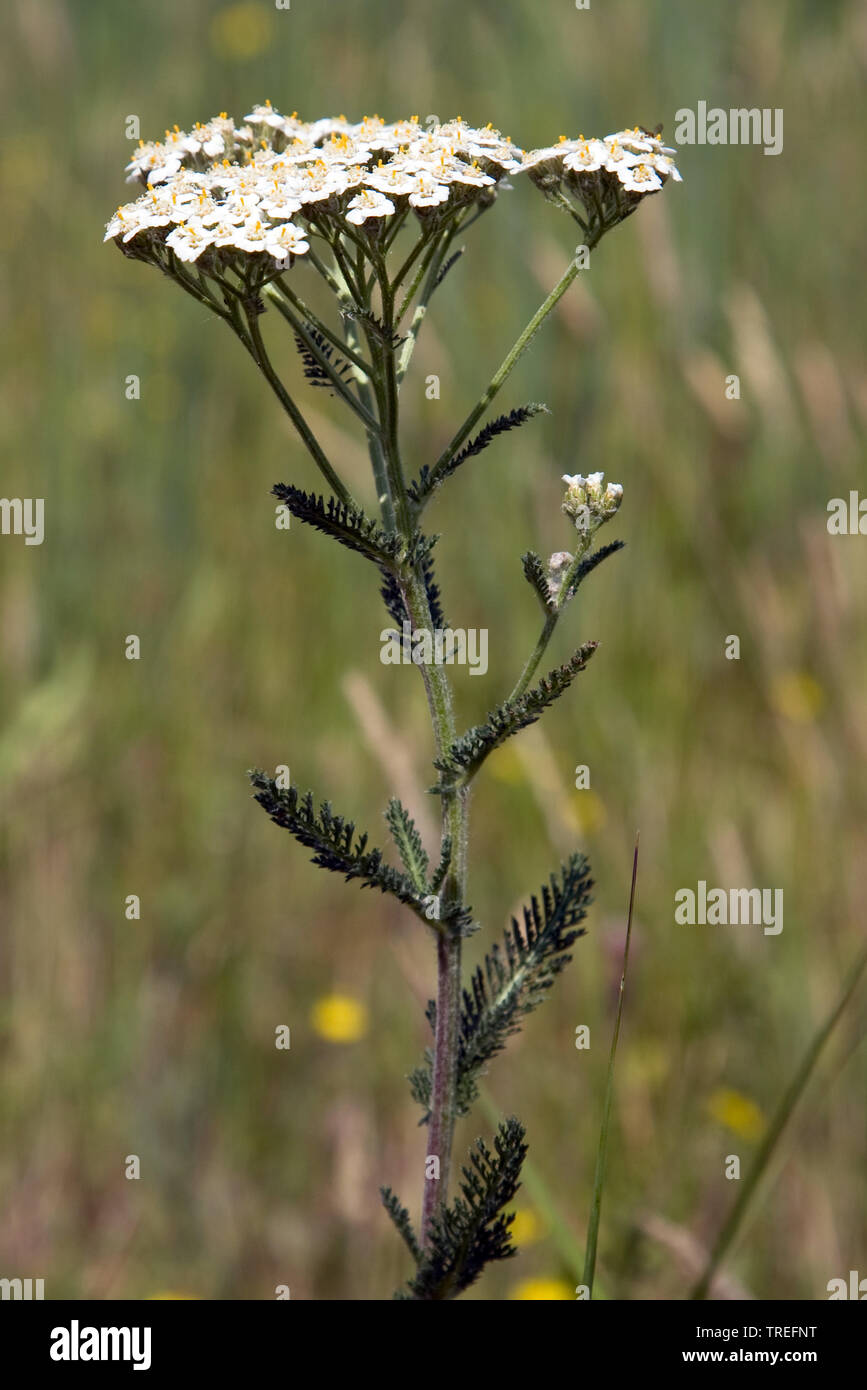 Yarrow, Common yarrow (Achillea millefolium), blooming, Netherlands ...