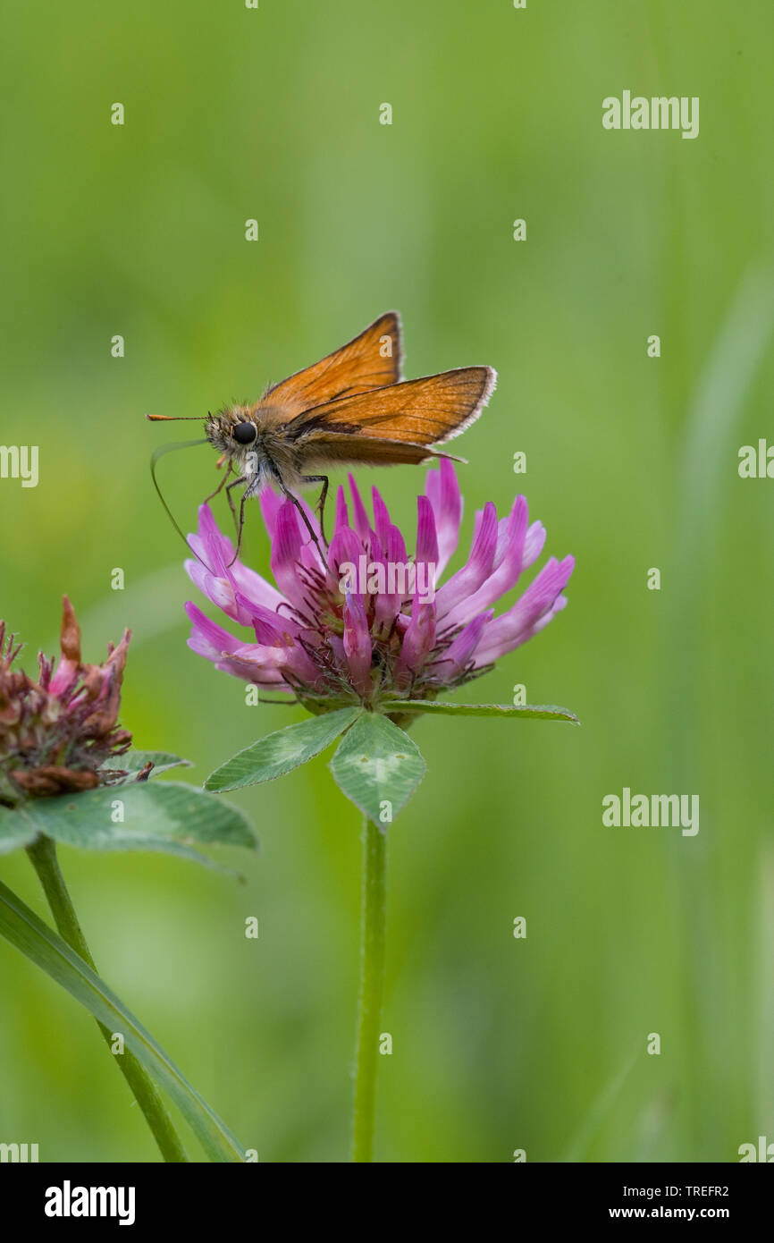 small skipper (Thymelicus sylvestris, Thymelicus flavus), sittin on red ...