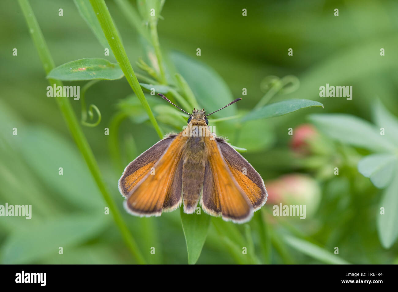 small skipper (Thymelicus sylvestris, Thymelicus flavus), top view ...