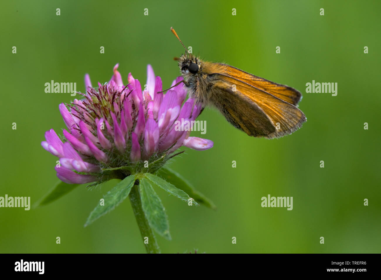 small skipper (Thymelicus sylvestris, Thymelicus flavus), sittin on red ...