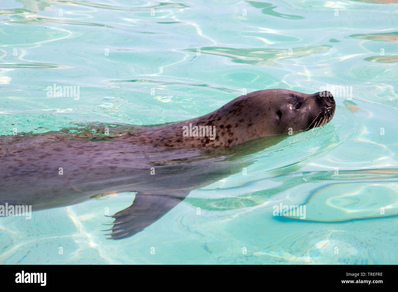 harbor seal, common seal (Phoca vitulina), swimming in the zoo, side ...