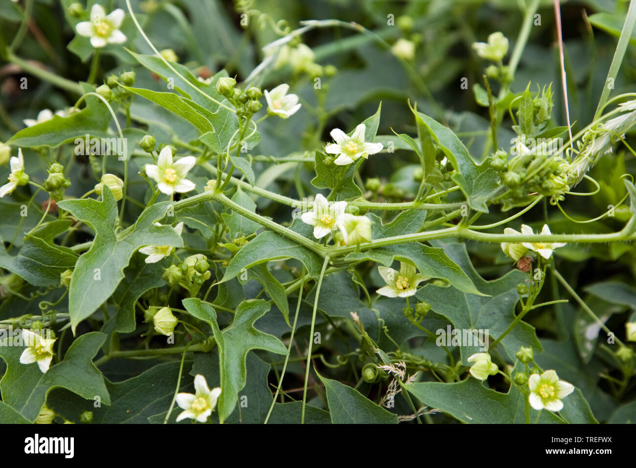 White bryony, Red bryony (Bryonia dioica, Bryonia cretica ssp. dioica ...