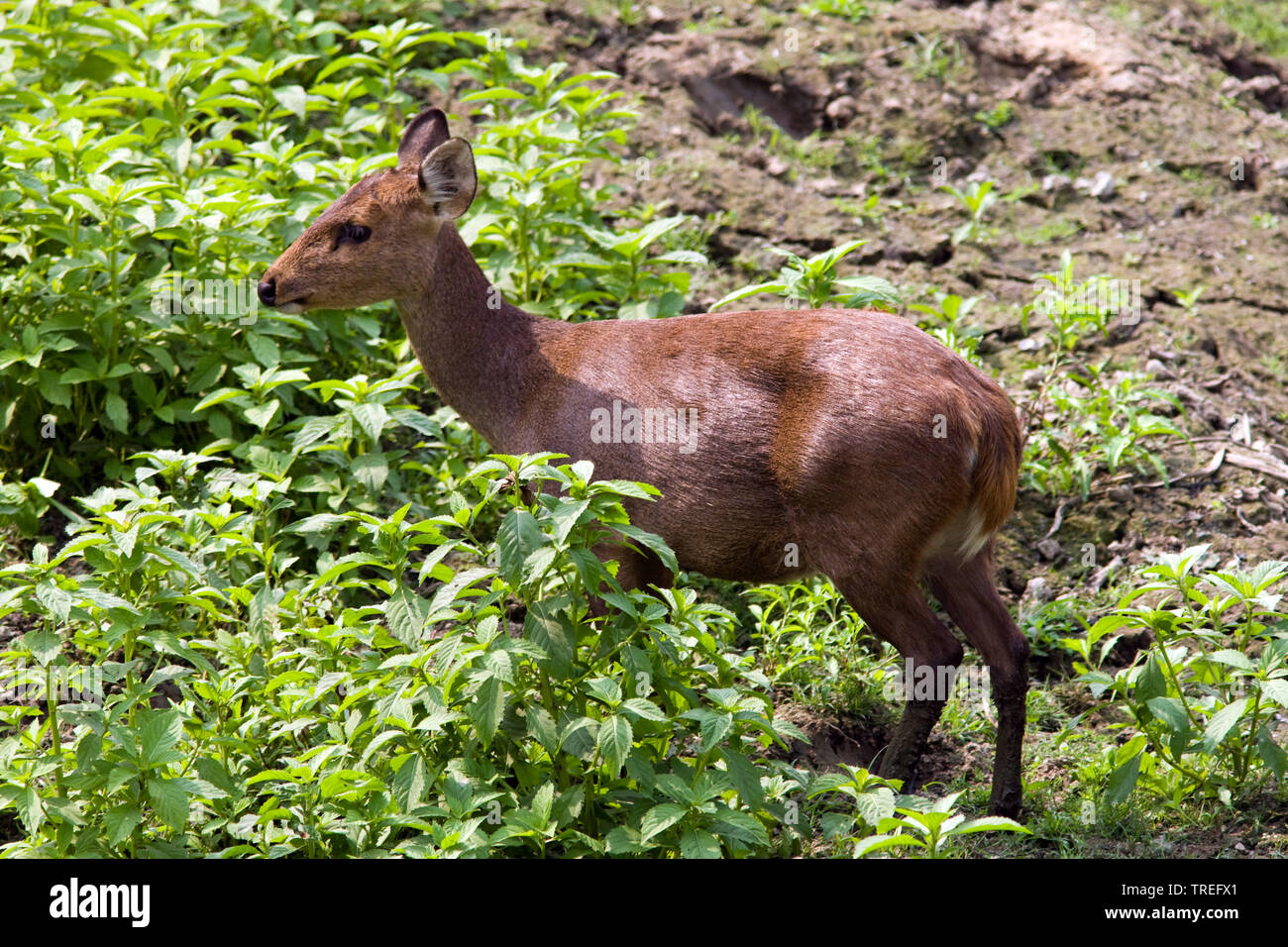 hog deer (Axis porcinus), female, India, Kaziranga National Park Stock ...