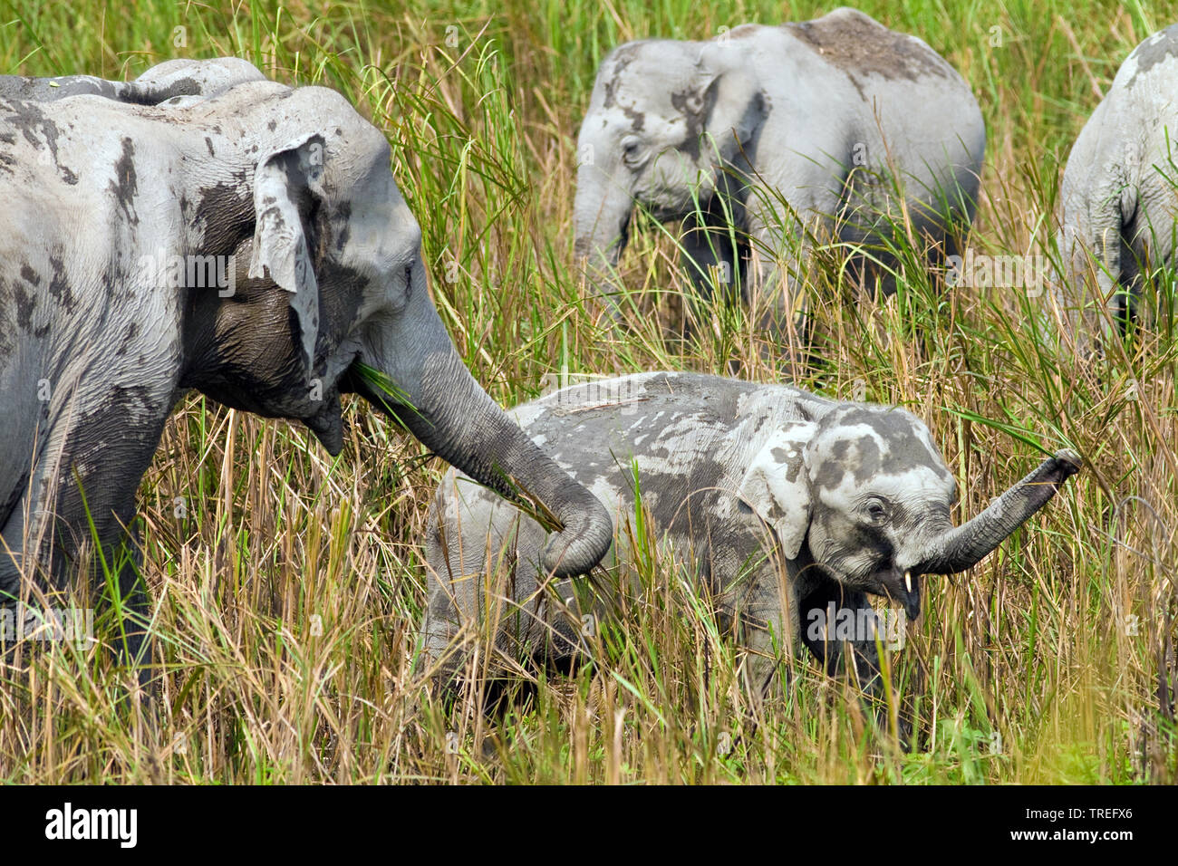 Indian elephant (Elephas maximus indicus, Elephas maximus bengalensis ...