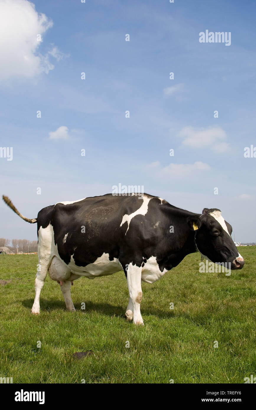 Holstein-Friesian, Holstein (Bos primigenius f. taurus), standing on a ...
