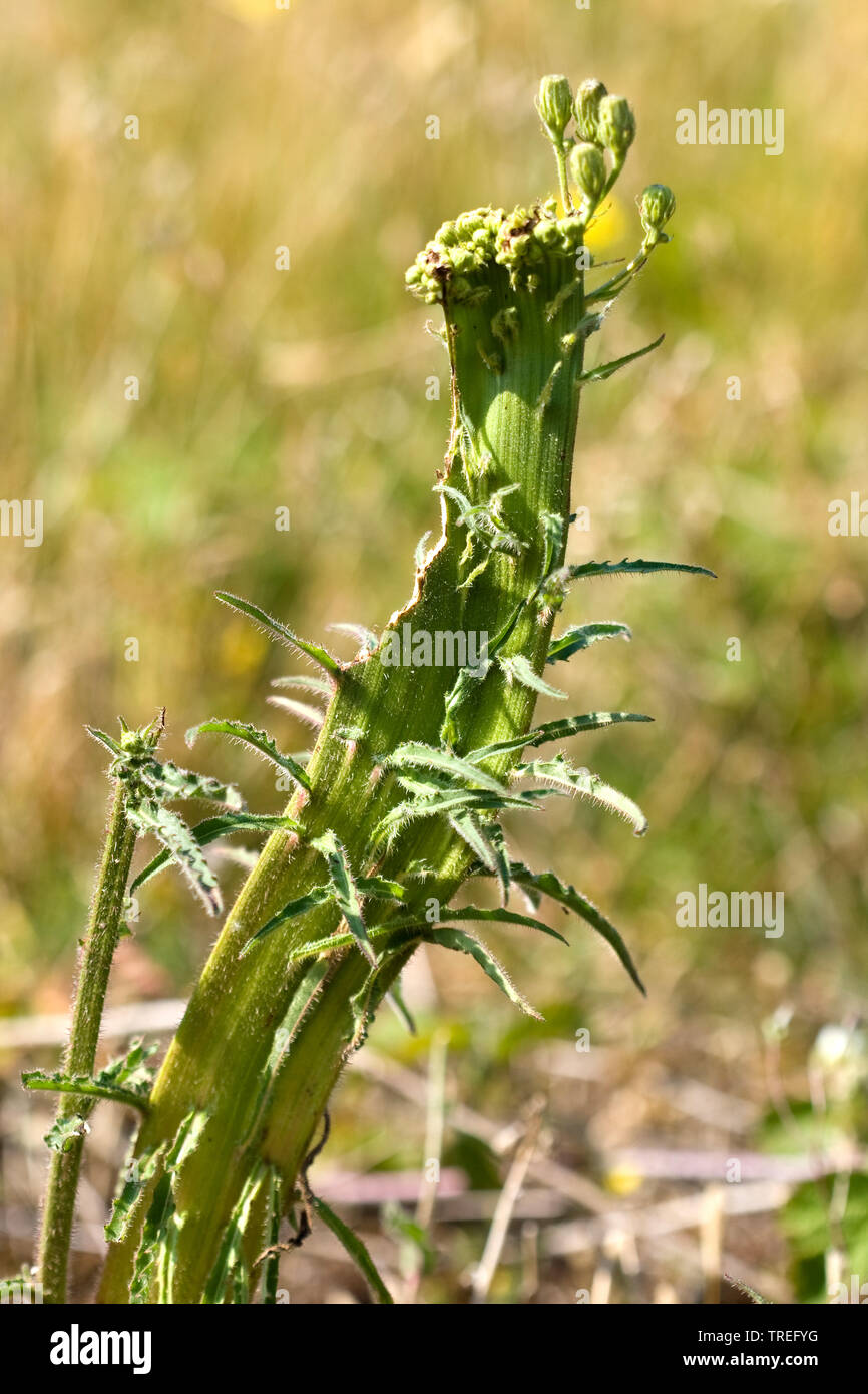 Groundsel weed hi-res stock photography and images - Alamy