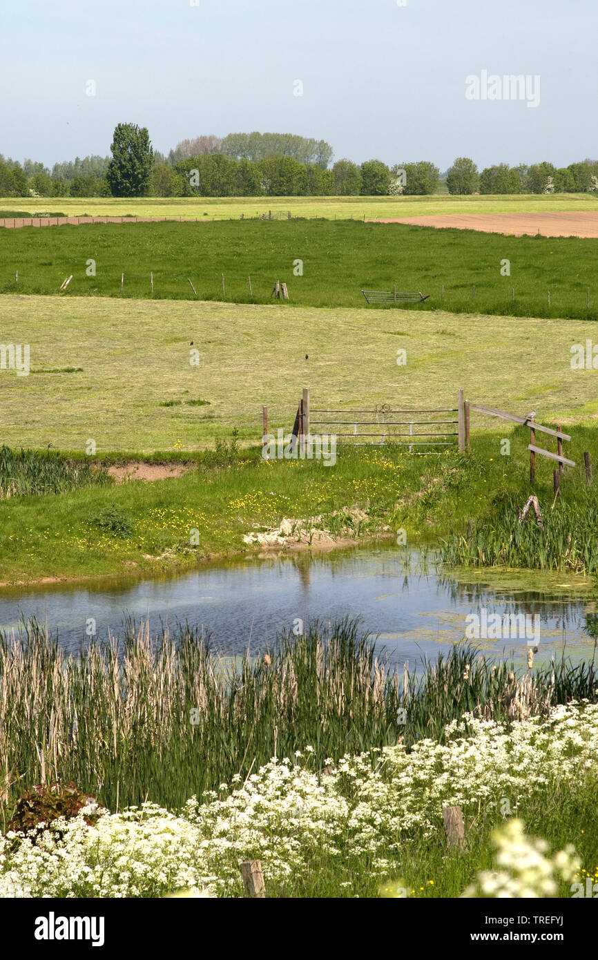 Amphibian pond, Netherlands, Lexmond Stock Photo - Alamy