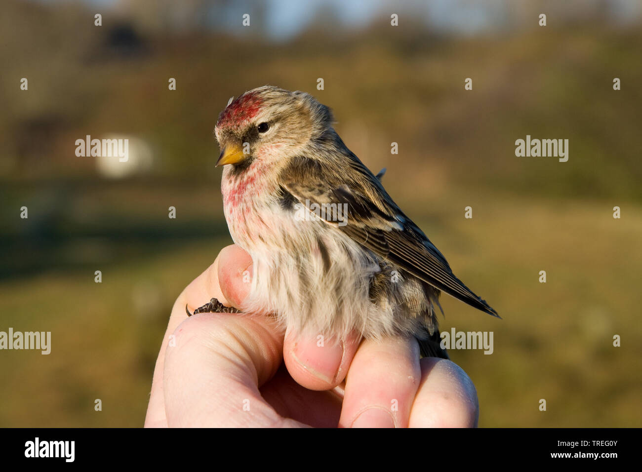 redpoll, common redpoll (Carduelis flammea, Acanthis flammea), in the ...