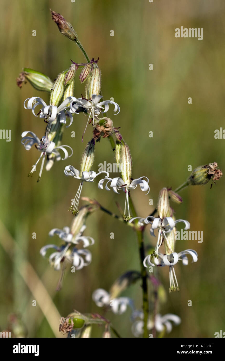nottingham catchfly (Silene nutans), inflorescence, Netherlands ...