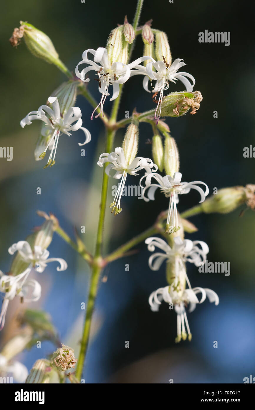 nottingham catchfly (Silene nutans), inflorescence, Netherlands ...