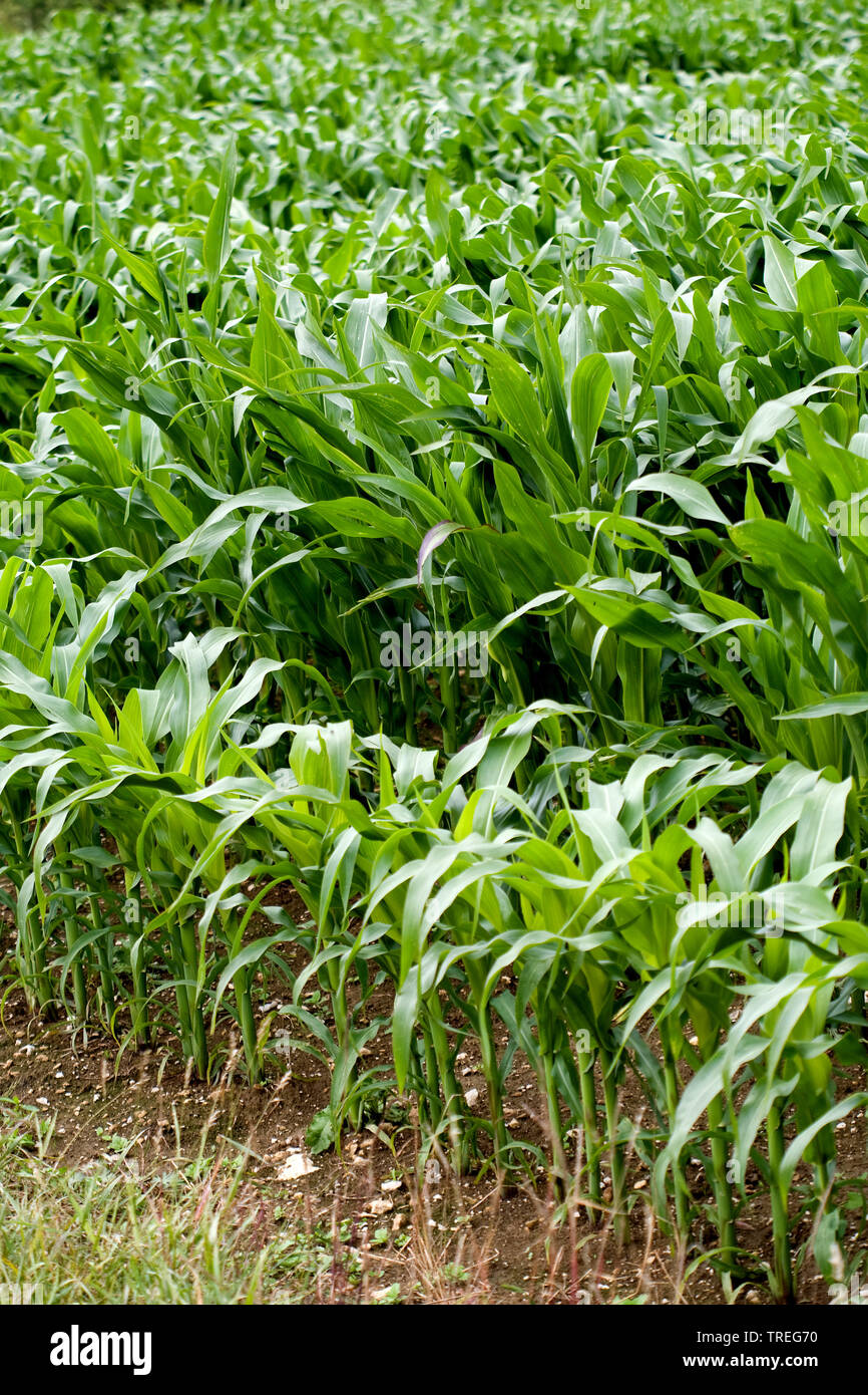 Corn economy crops farming grain hi-res stock photography and images ...
