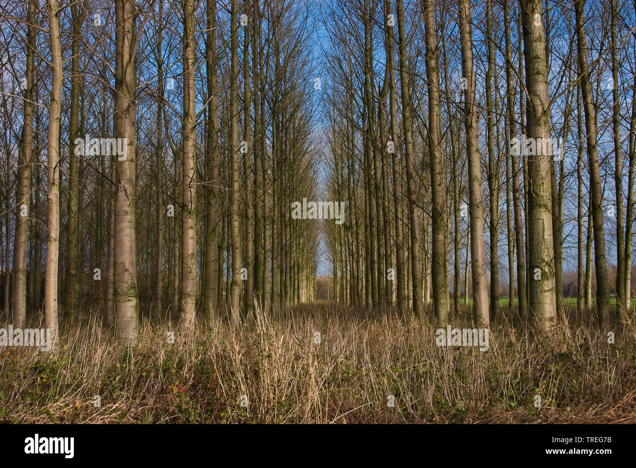 aspen, poplar (Populus spec.), poplar forest in winter, Netherlands ...
