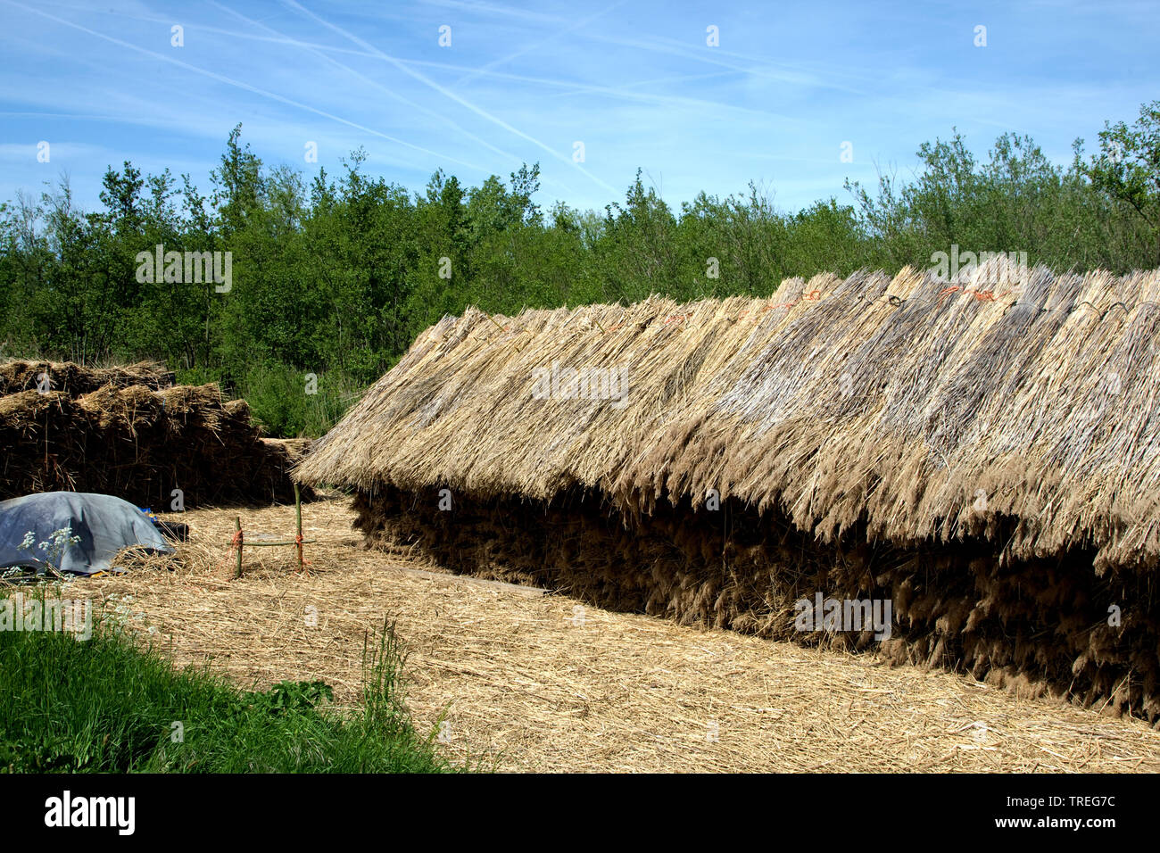 reed storage, Netherlands Stock Photo - Alamy