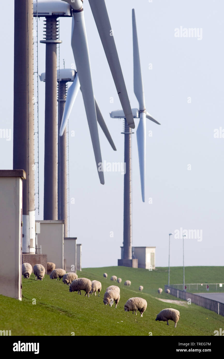 domestic sheep (Ovis ammon f. aries), grazing flock of sheep on a dike ...