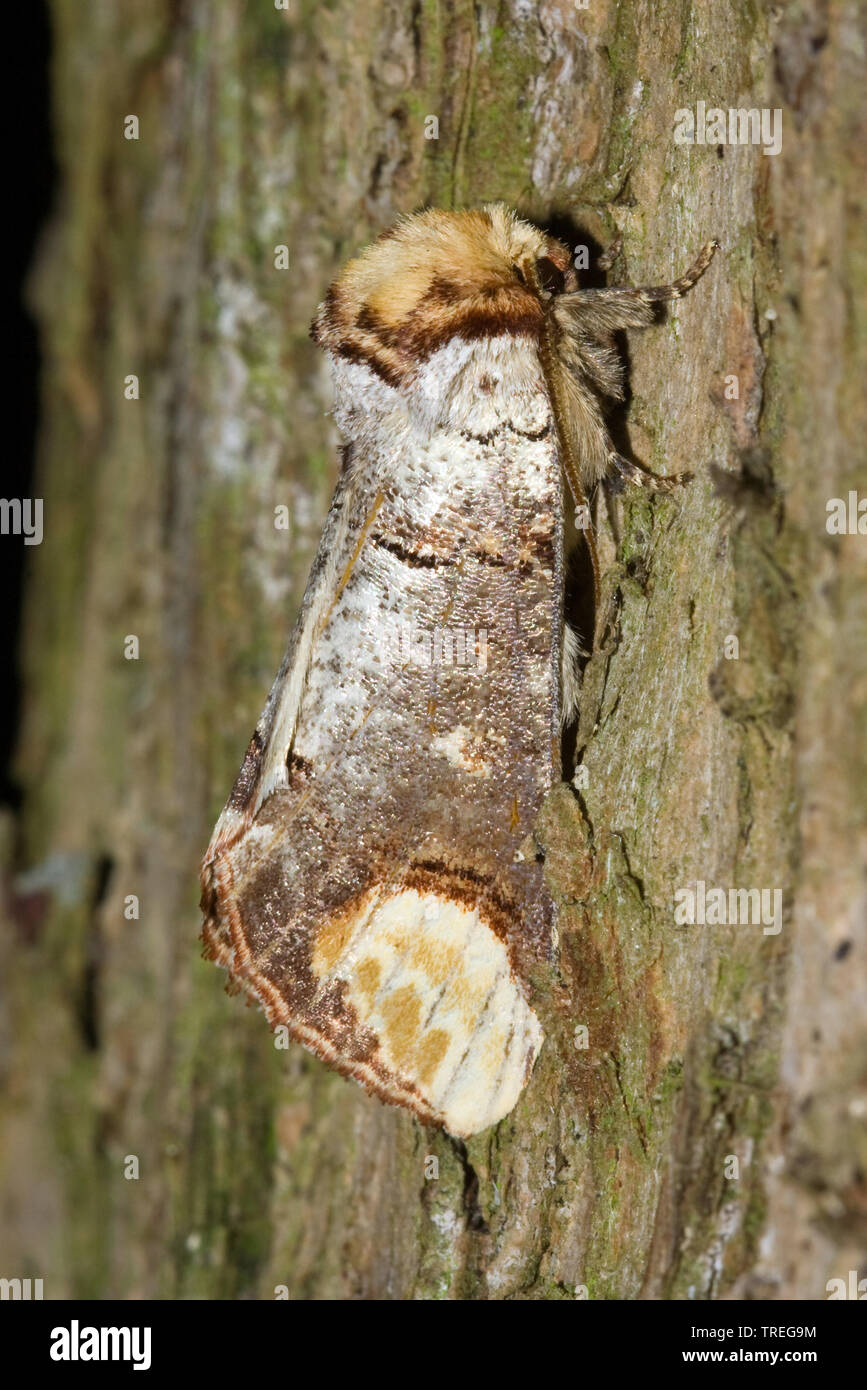 Buff-tip moth, Buff tip caterpillar (Phalera bucephala), sits at a tree ...