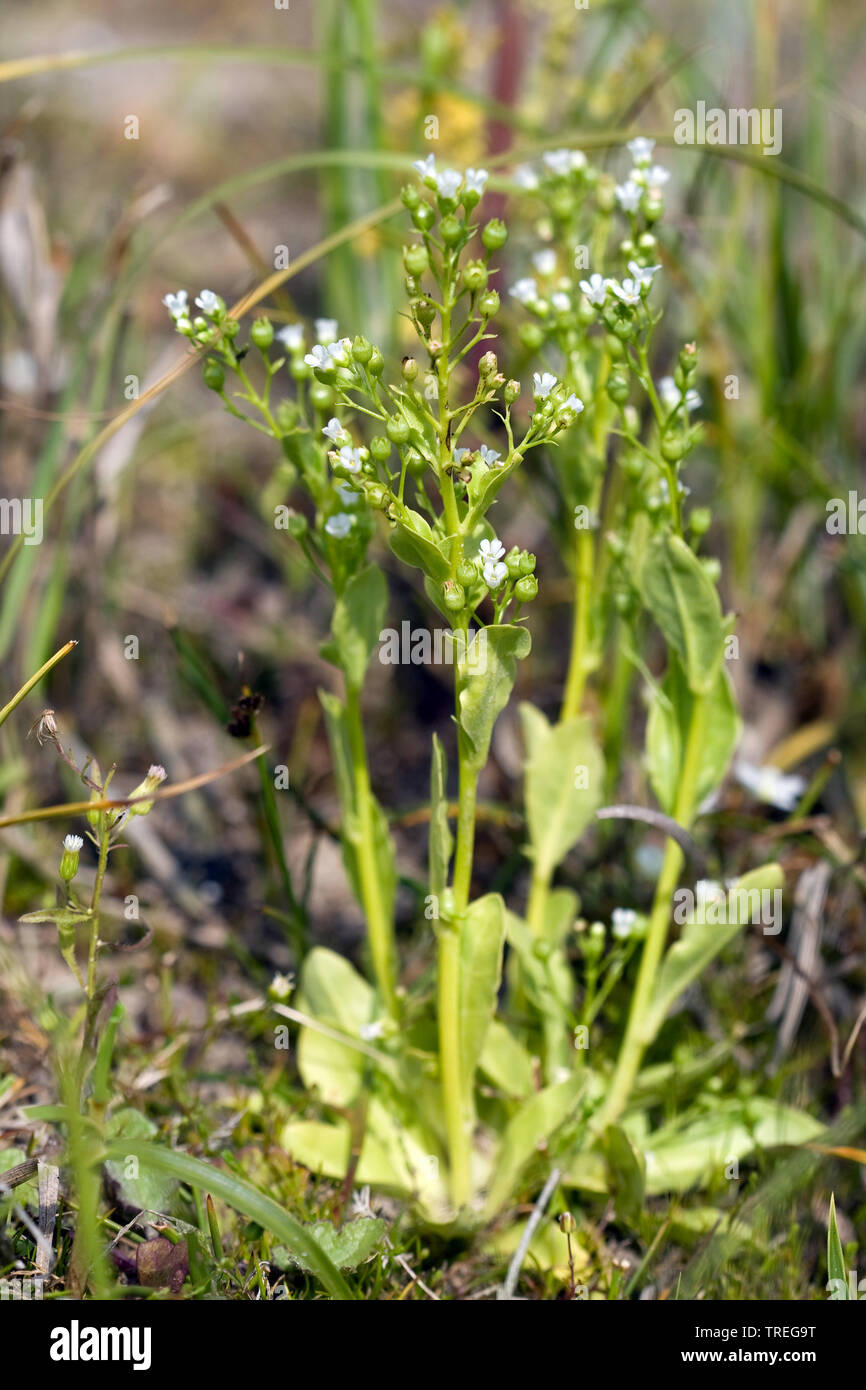 Valerand's brookweed (Samolus valerandi), blomming, Netherlands ...