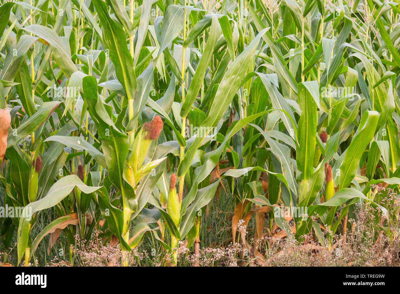 Sweet corn in the garden Stock Photo - Alamy